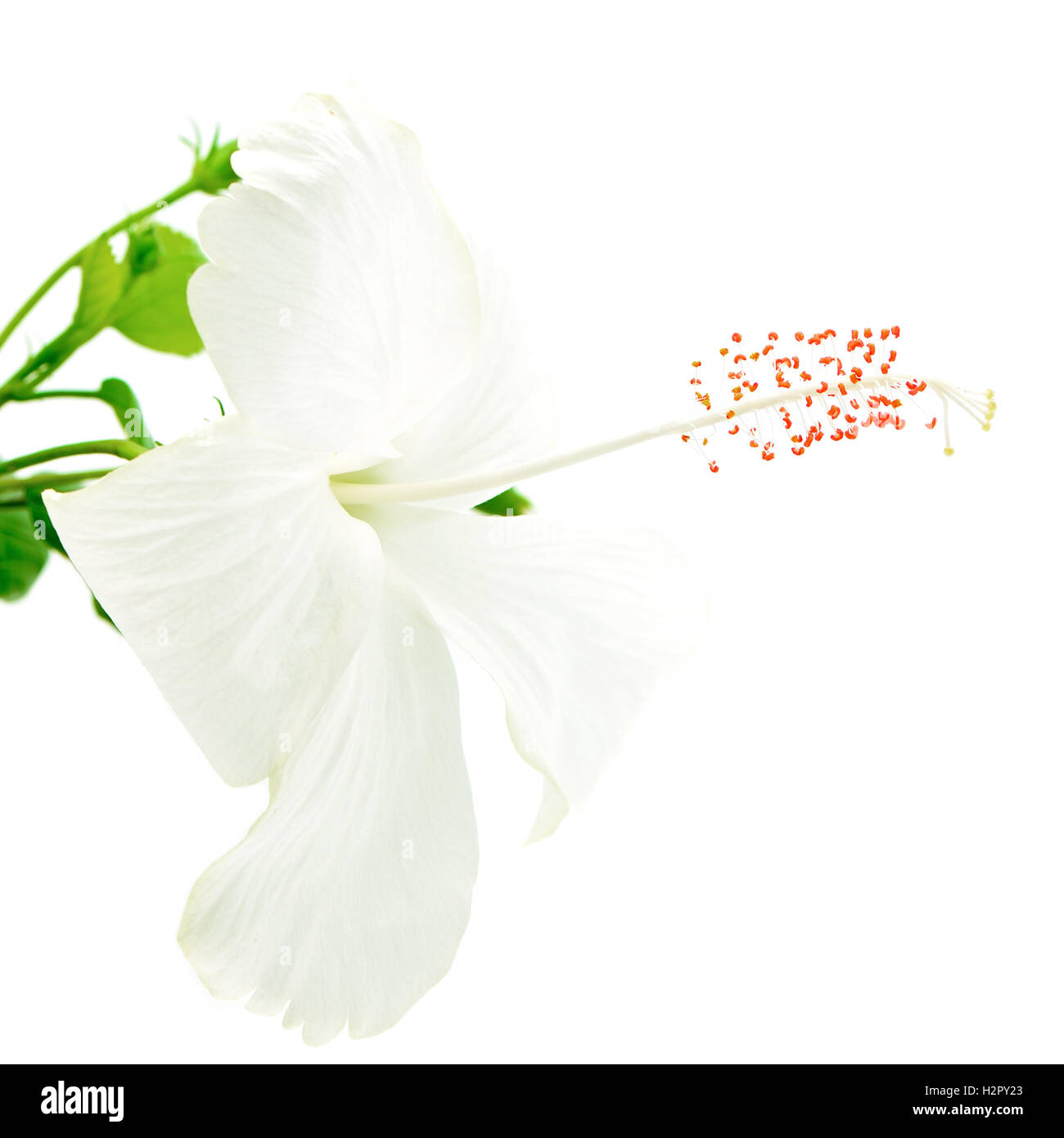 Hibiscus, white background hi-res stock photography and images - Alamy