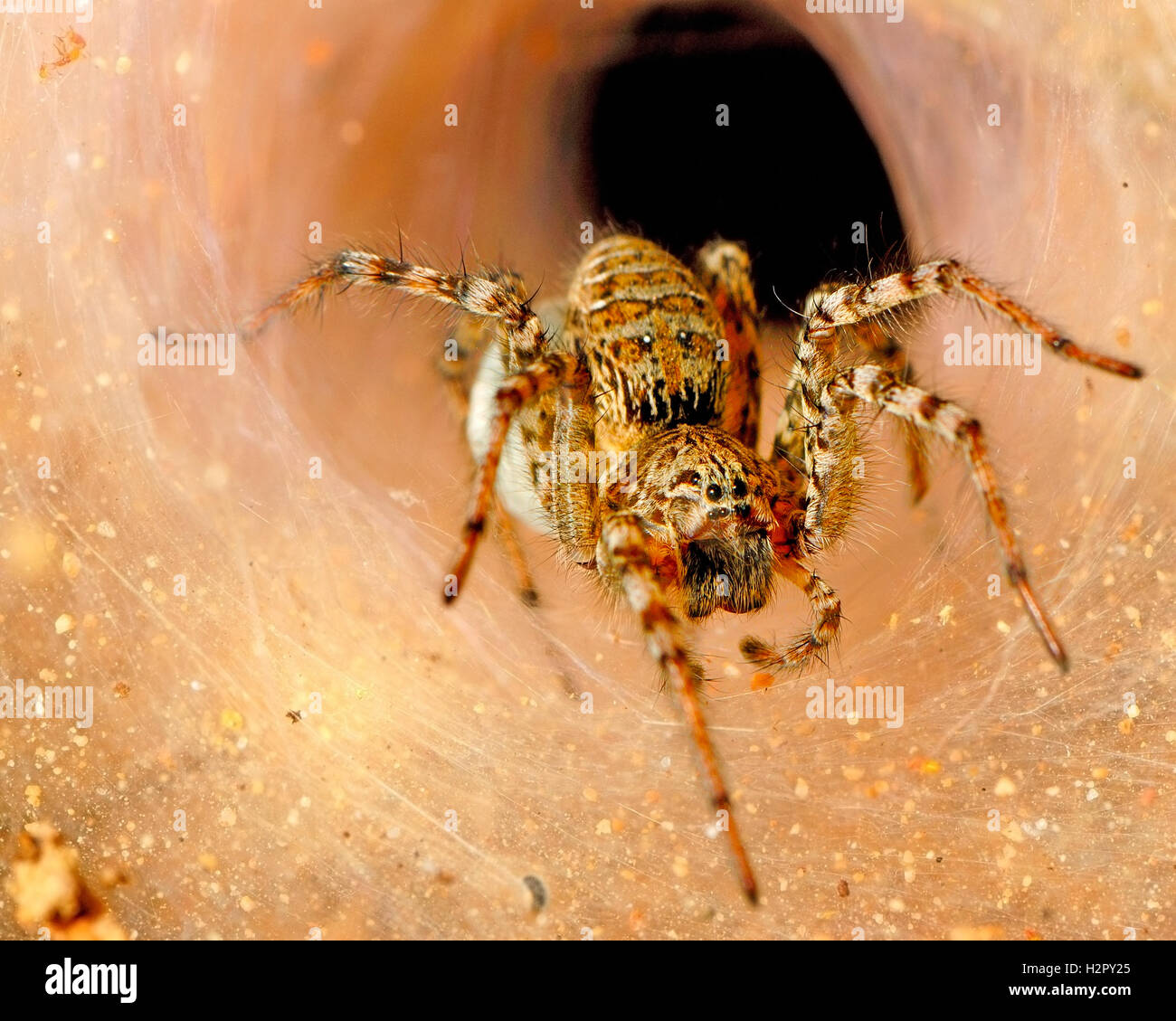 Spider egg cocoon hi-res stock photography and images - Alamy