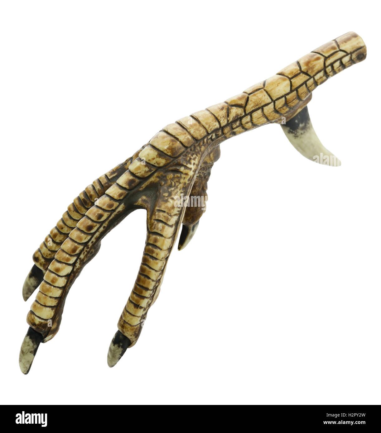 Yellow leg bird hi-res stock photography and images - Alamy