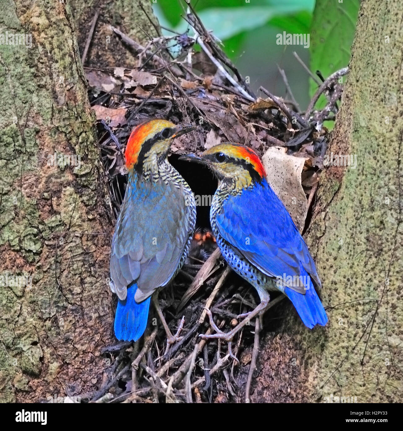 Blue nape and back hi-res stock photography and images - Alamy