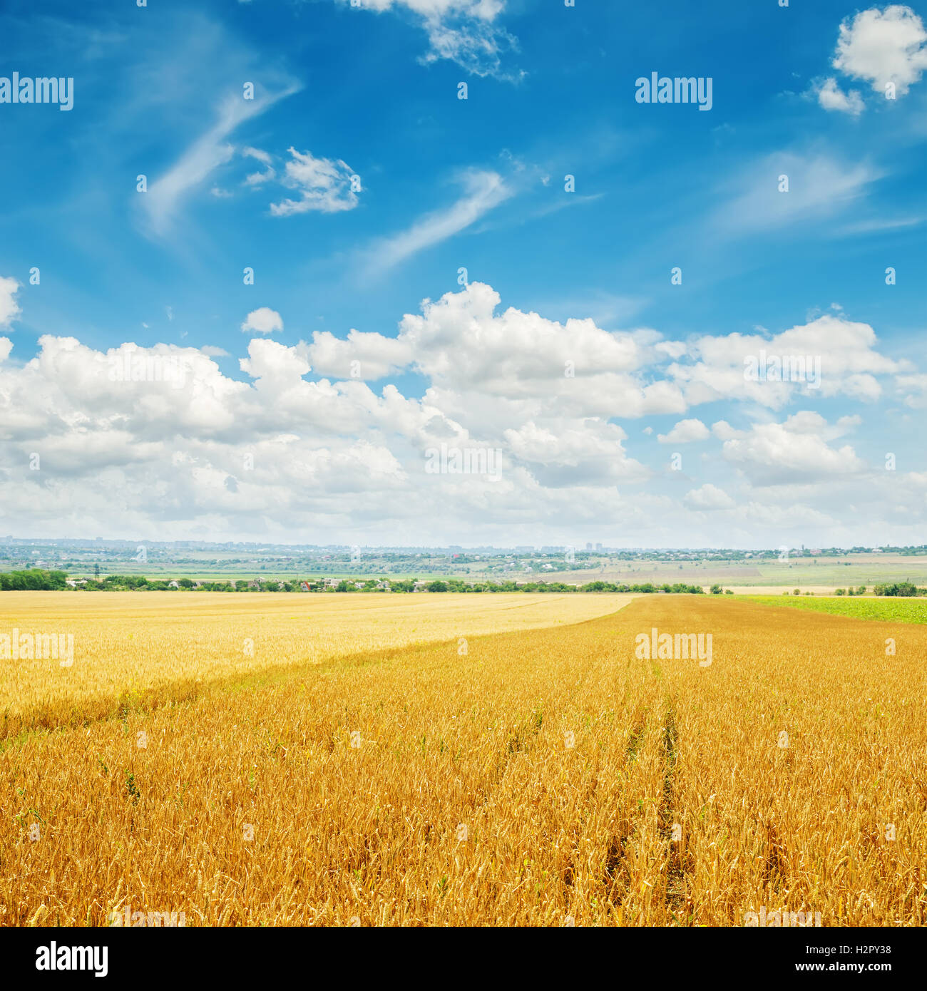 cloudy sky over golden field with barley Stock Photo - Alamy