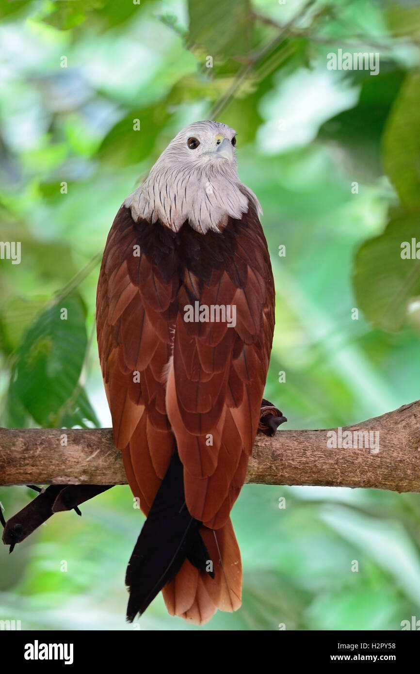 Brahminy hi-res stock photography and images - Alamy
