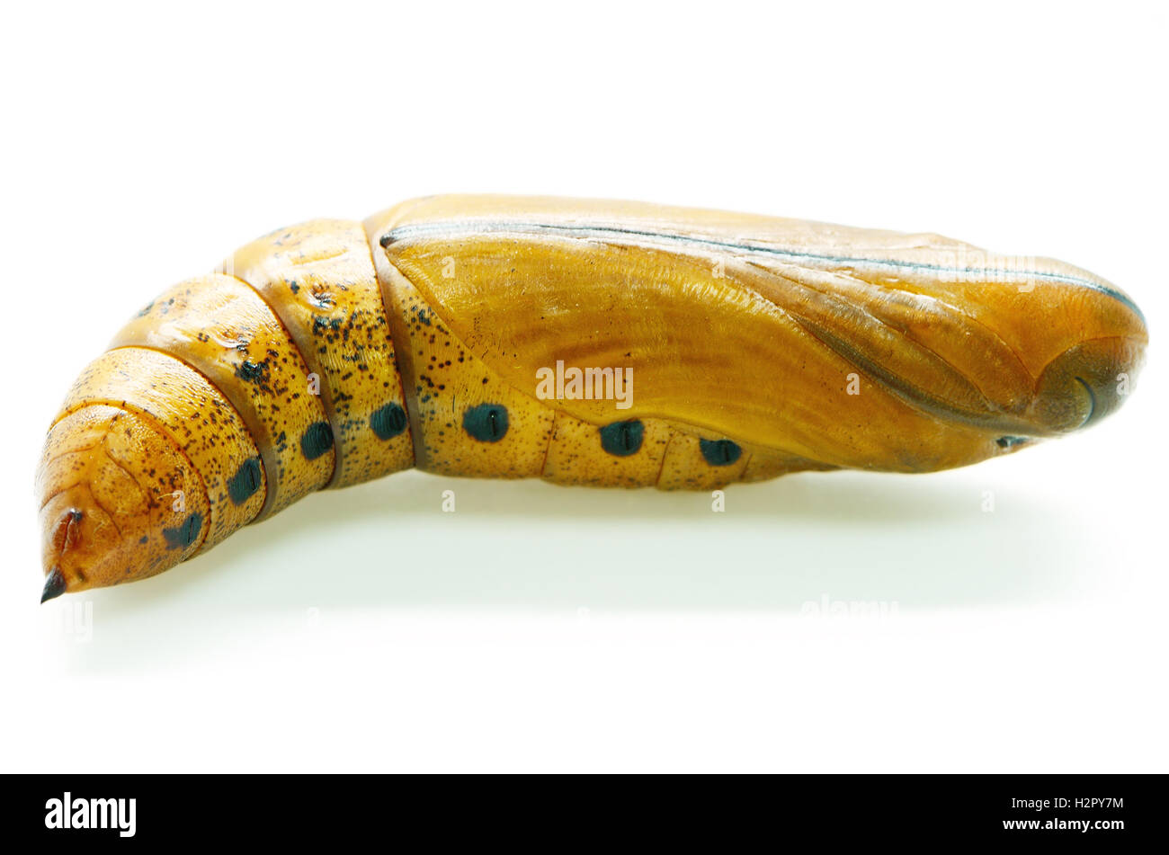 Oleander Hawk-moth pupa Stock Photo - Alamy