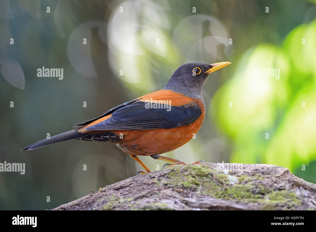 Asian thrush hi-res stock photography and images - Alamy