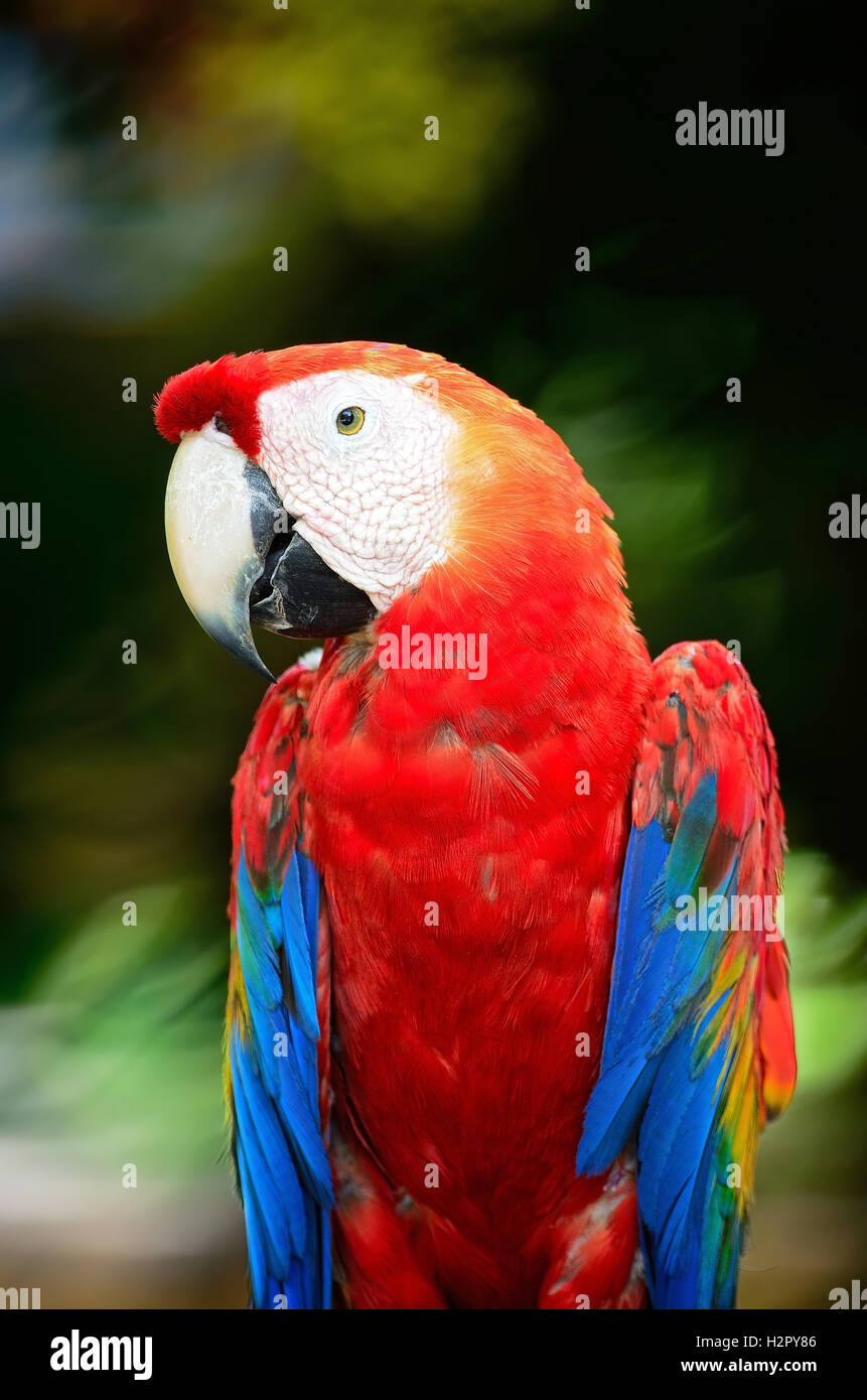 Red scarlet macaw hi-res stock photography and images - Alamy