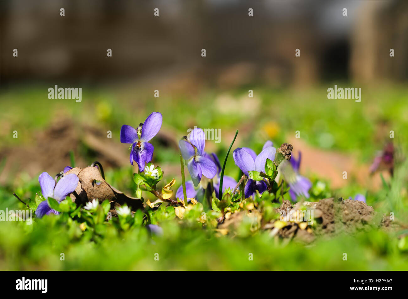 Bunch of violets hi-res stock photography and images - Alamy