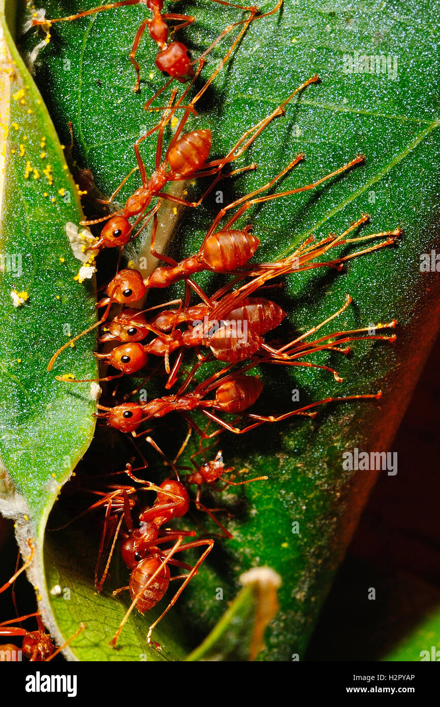 Ant bug hi-res stock photography and images - Alamy