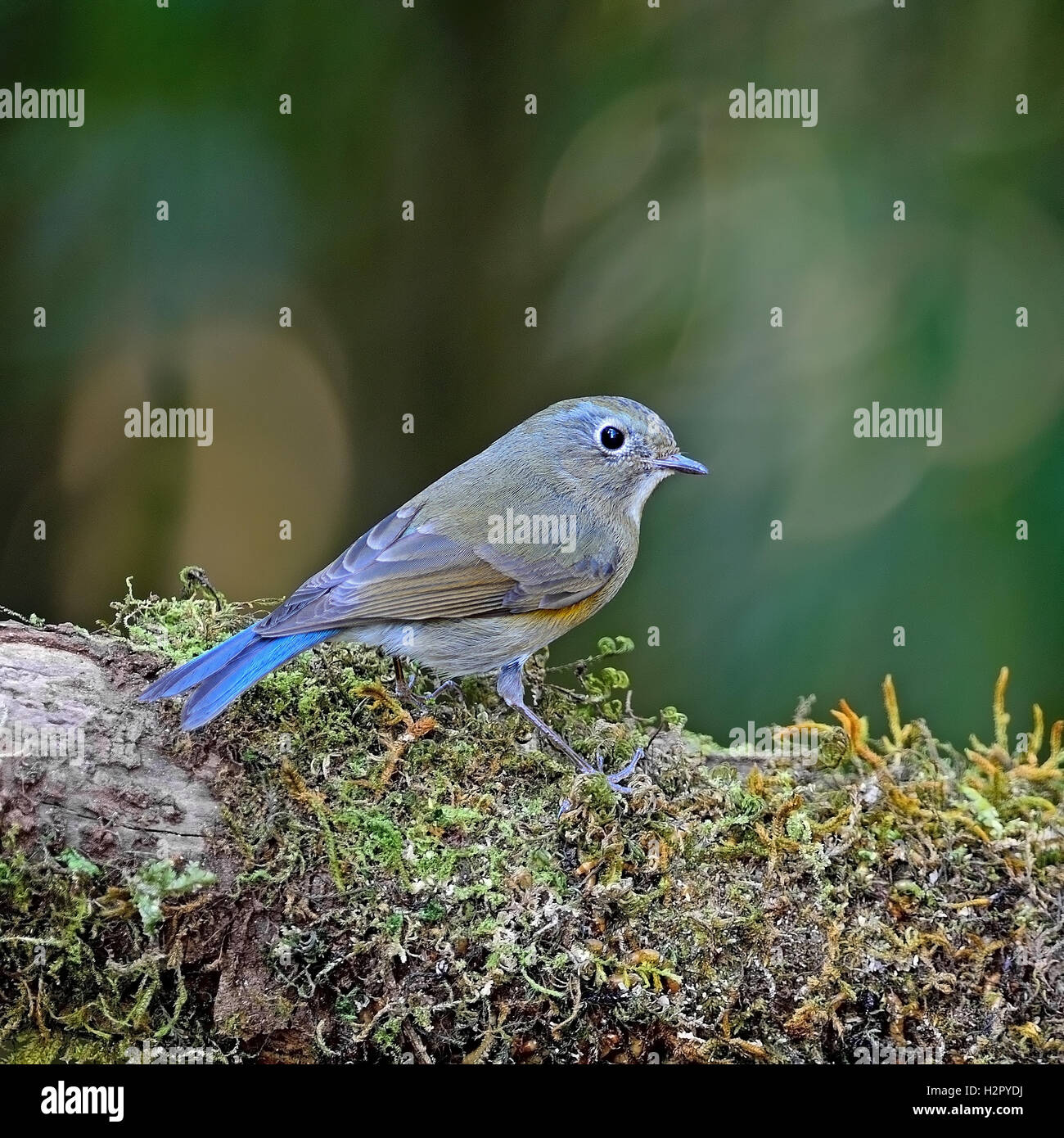 female Red-flanked Bluetail Stock Photo - Alamy