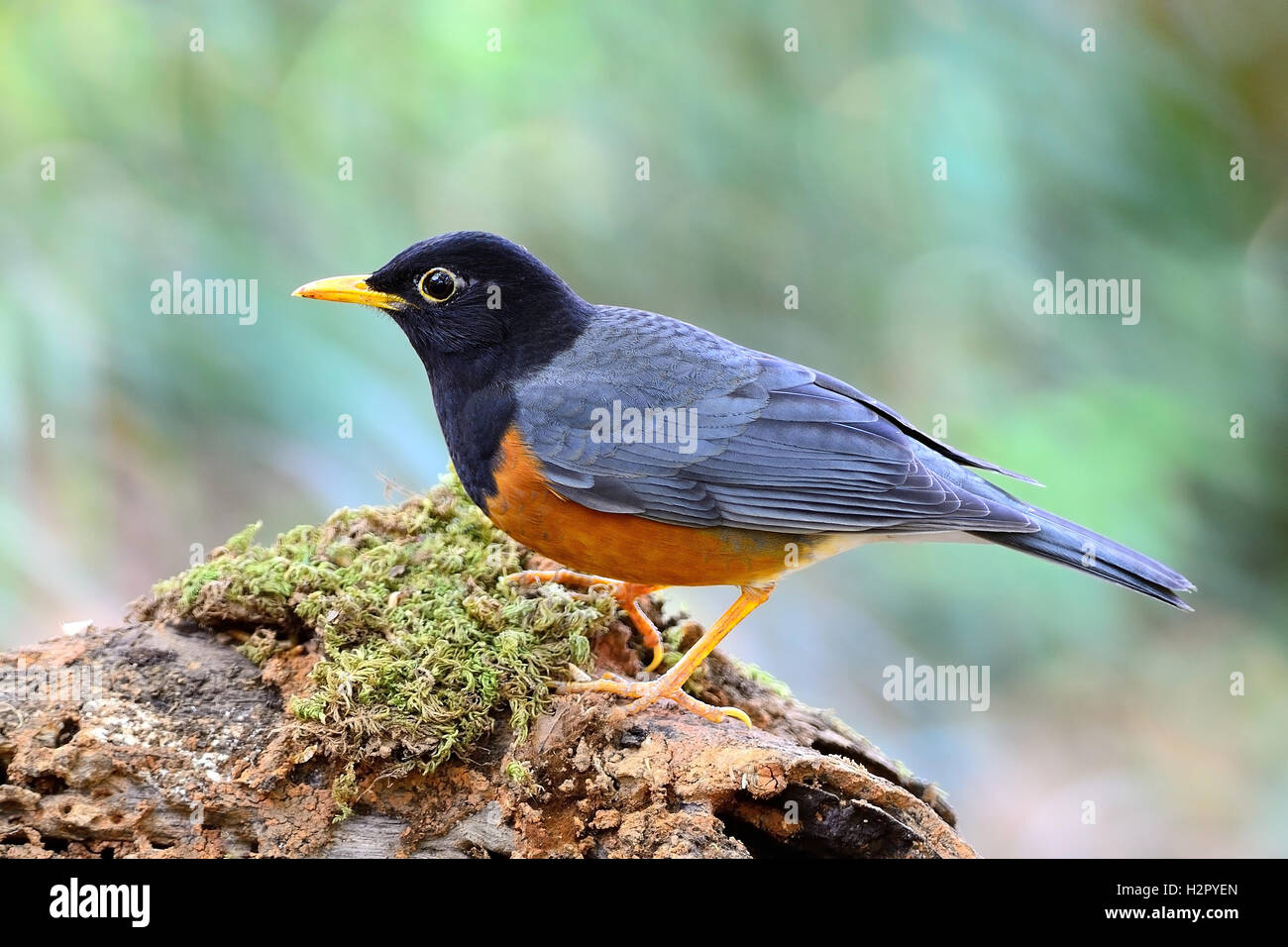male Black-breasted Thrush Stock Photo - Alamy