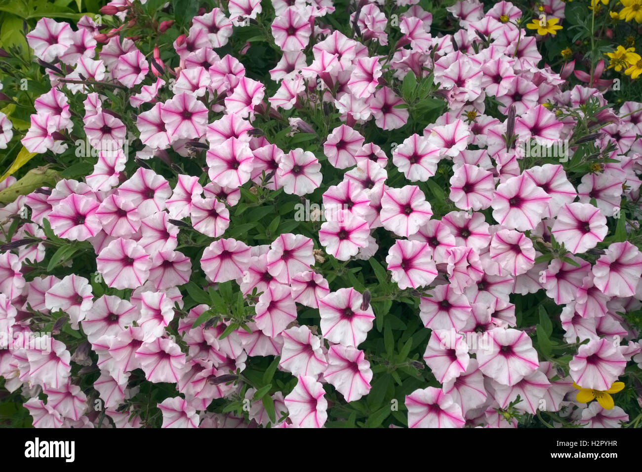 Supertunia hi-res stock photography and images - Alamy