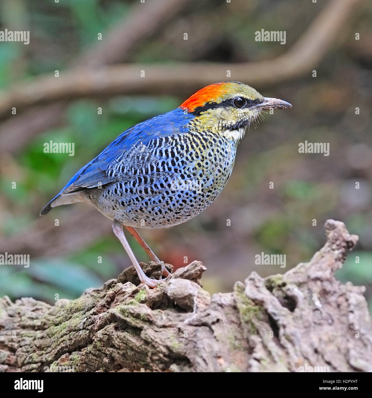 male Blue Pitta Stock Photo - Alamy