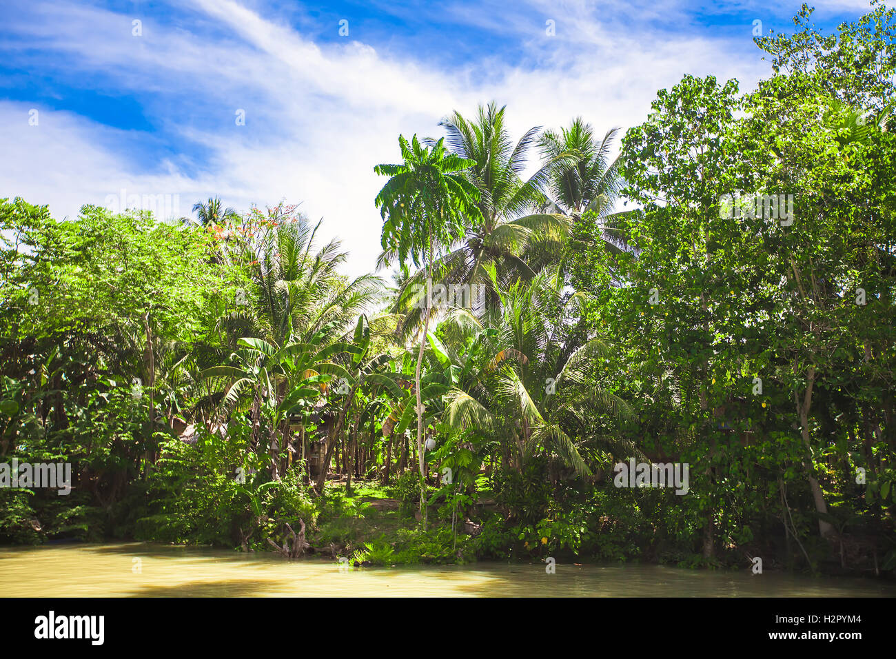 Loboc river and jungle at the island Bohol in Philippines Stock Photo ...