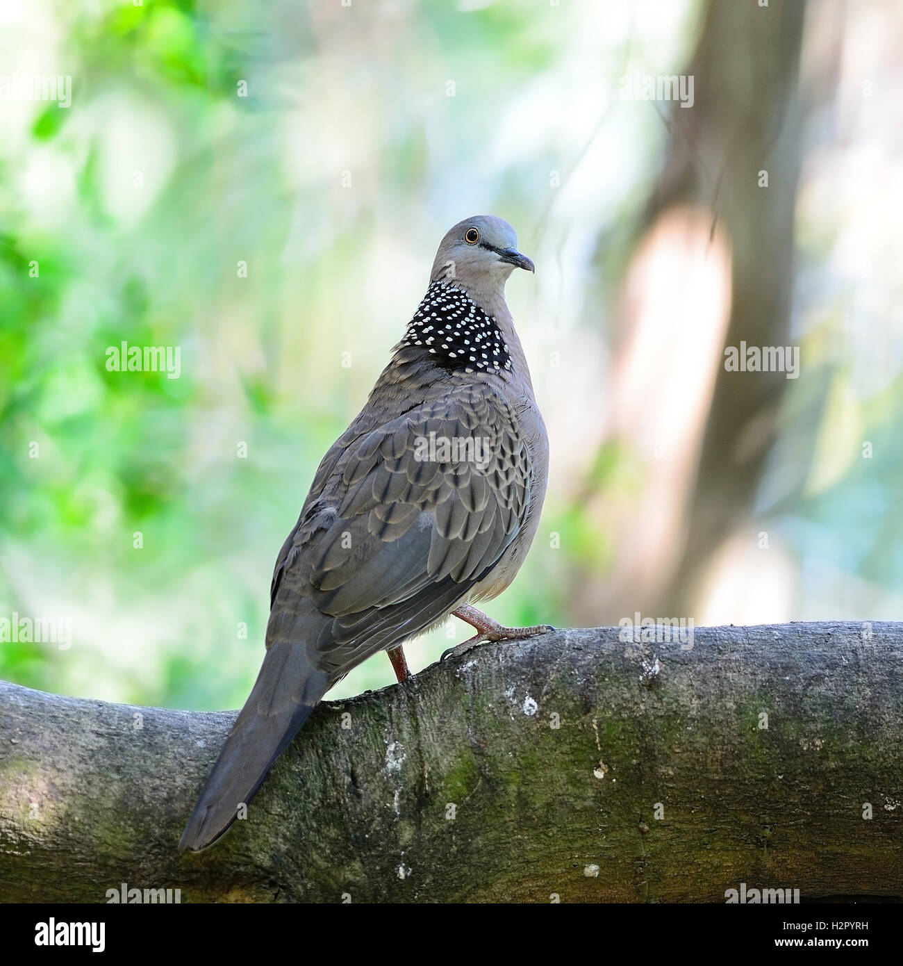 Spotted dove streptopelia chinensis bird hi-res stock photography and ...
