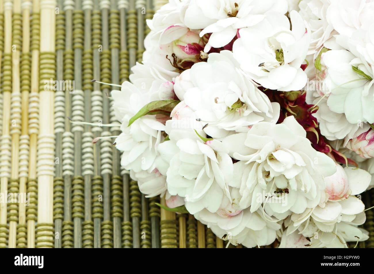 Glory Bower flower Stock Photo - Alamy