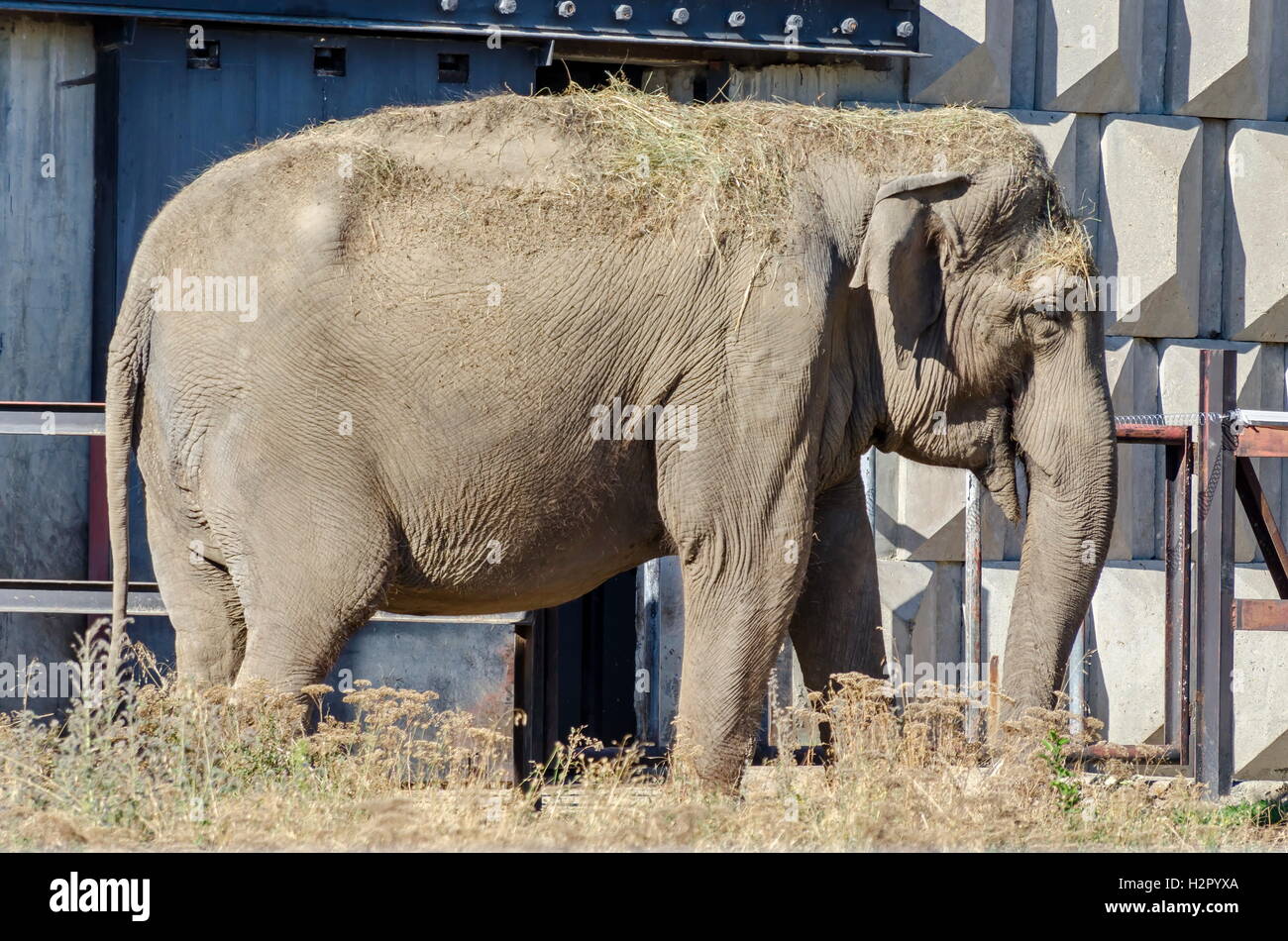 Single elephant african refrigeration in the summer, Sofia, Bulgaria ...