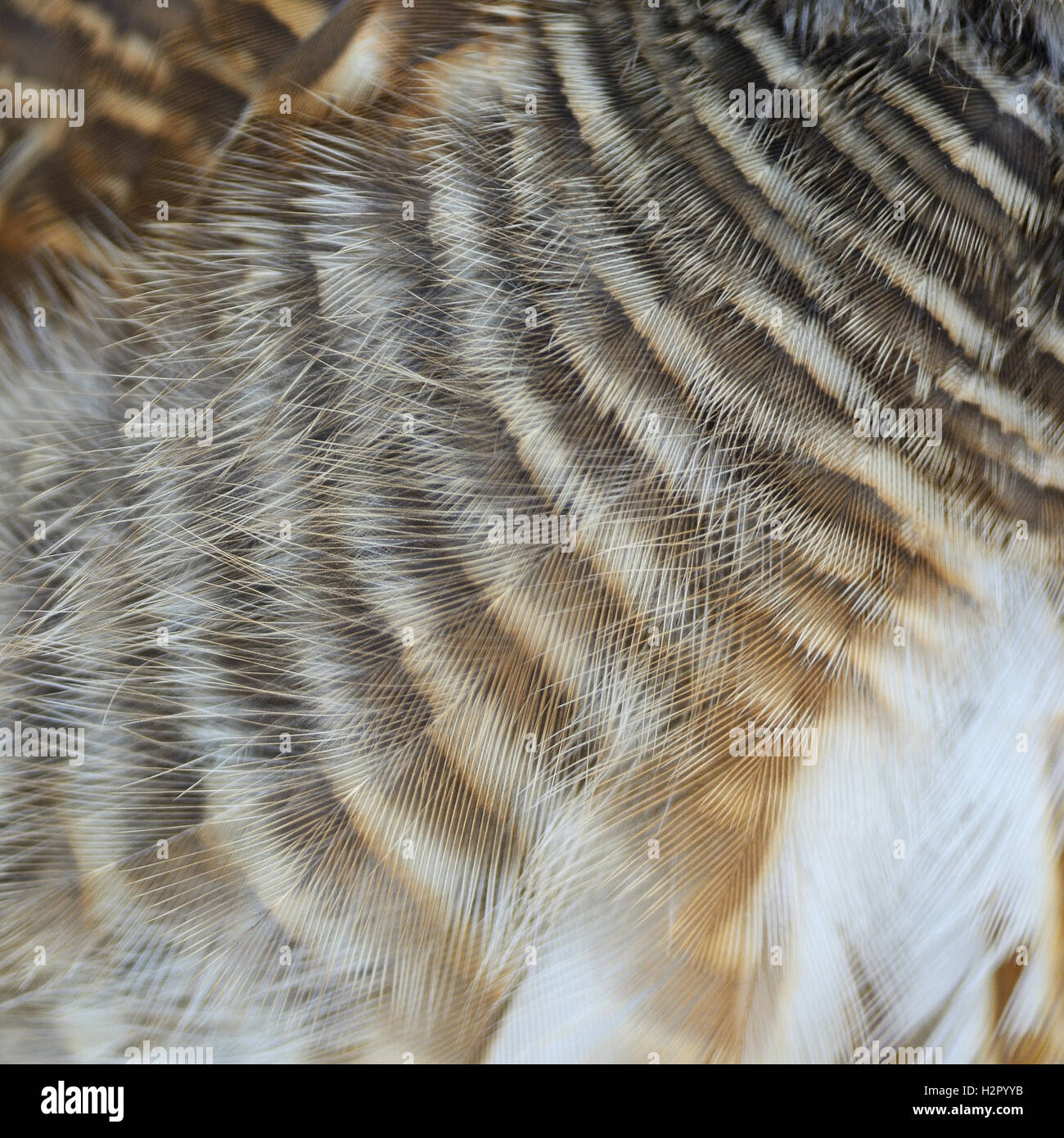 Barred feathers hi-res stock photography and images - Alamy