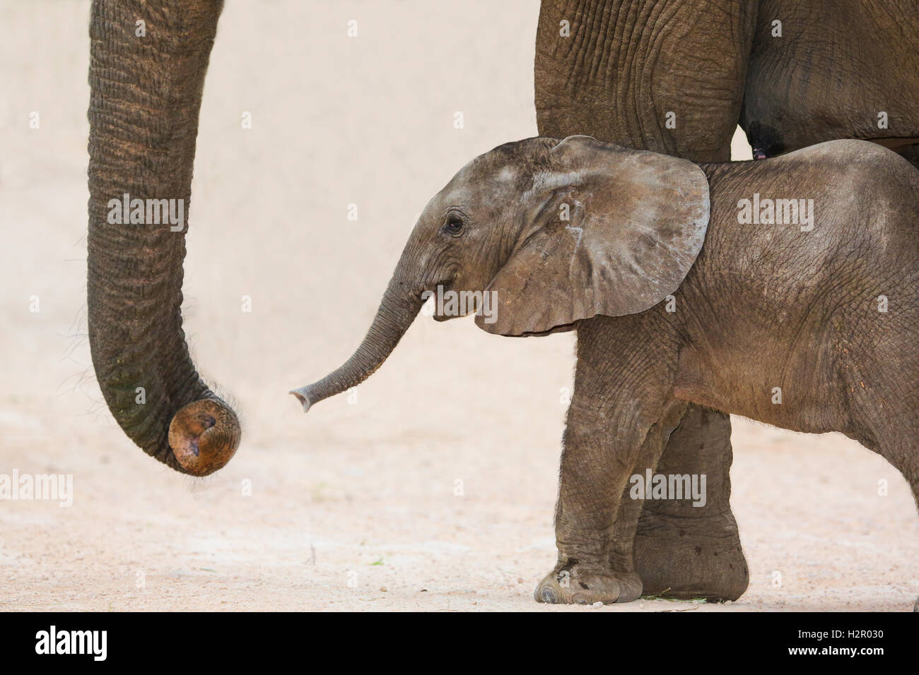 Old african elephant hi-res stock photography and images - Alamy