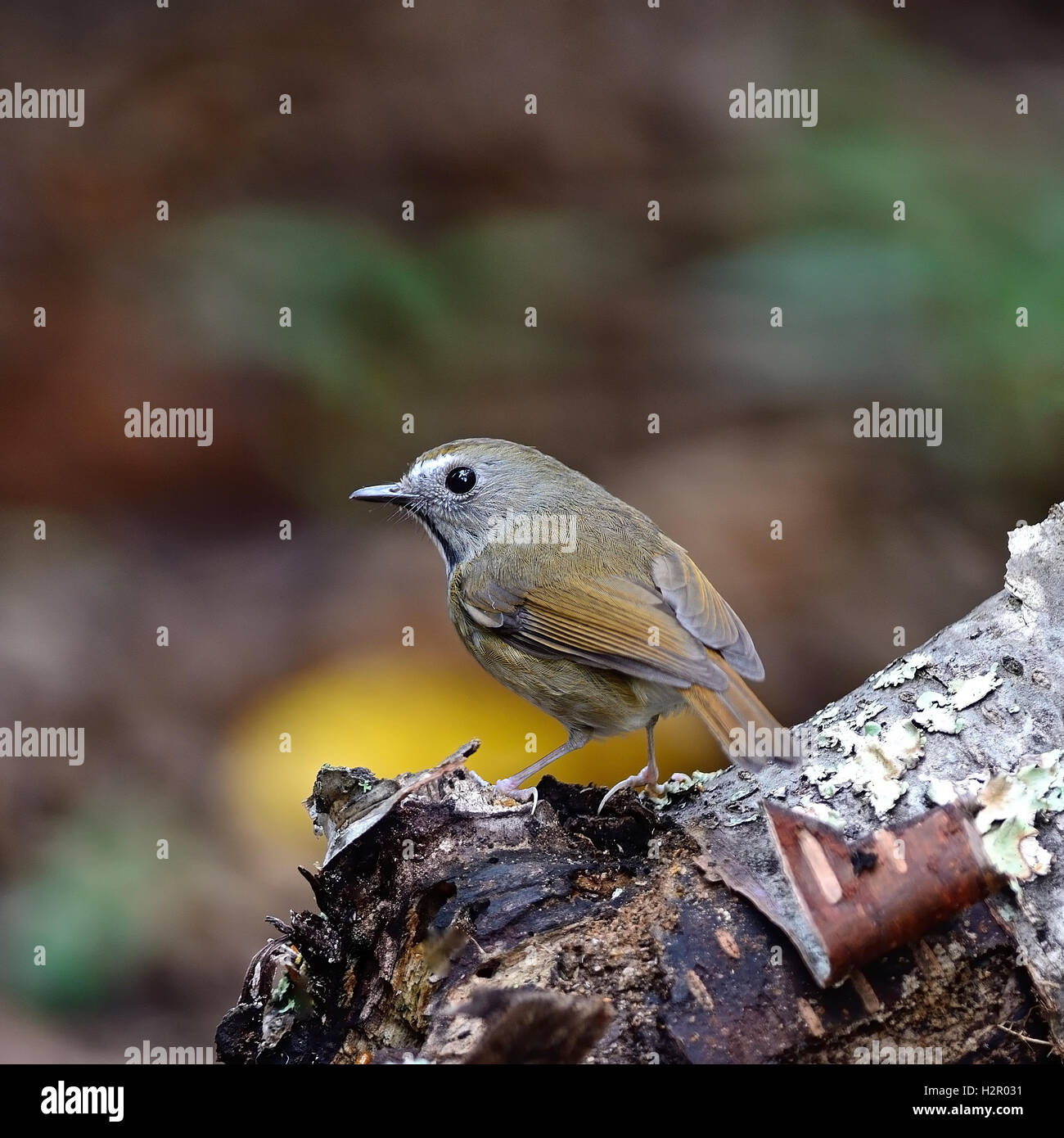 White gorgeted flycatcher hi-res stock photography and images - Alamy