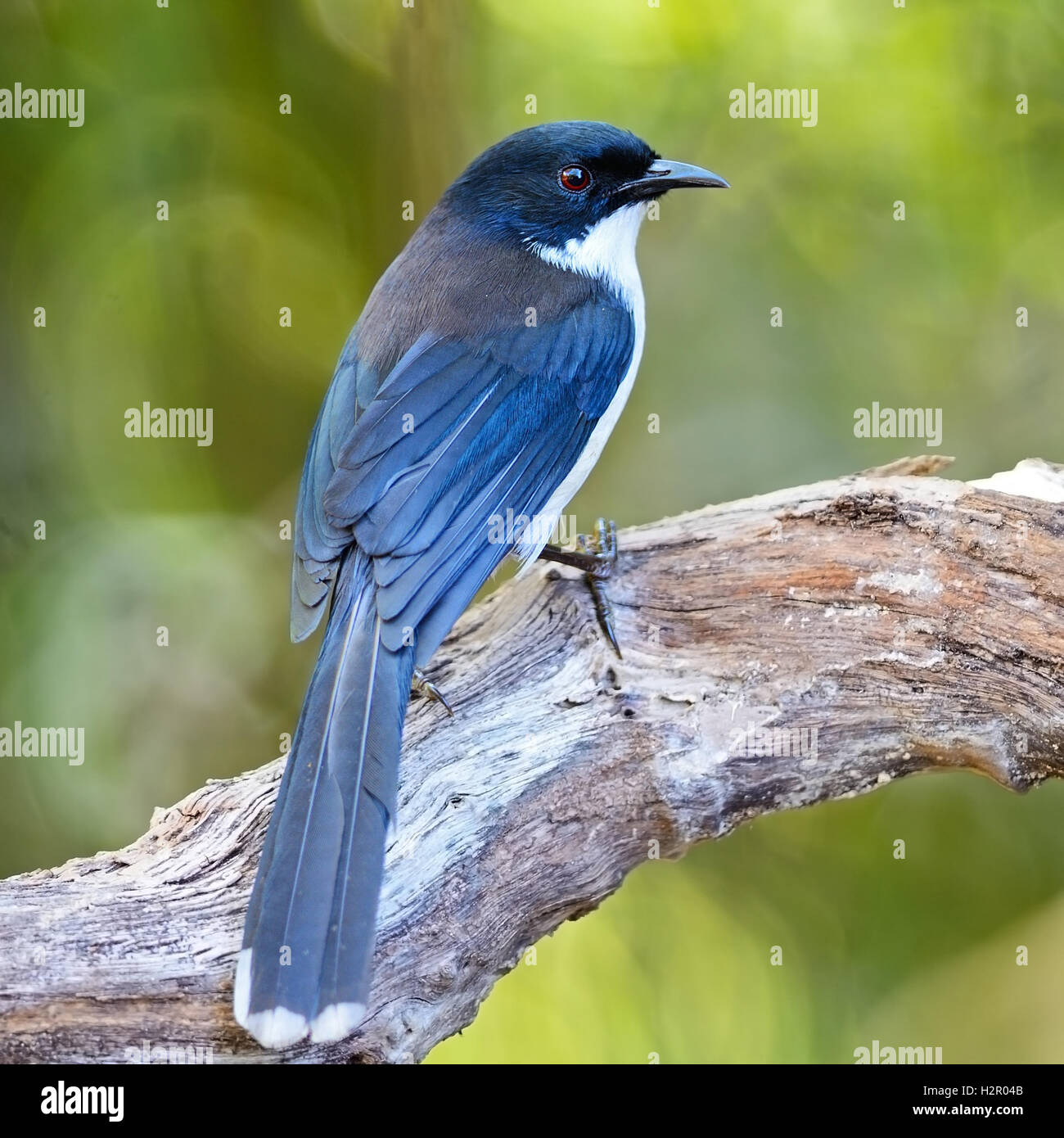 Black capped sibia hi-res stock photography and images - Alamy
