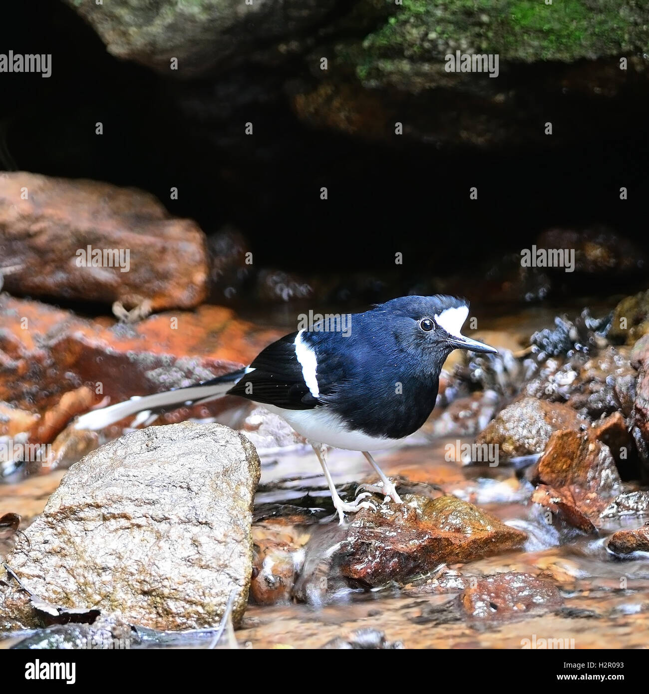 Forktail bird hi-res stock photography and images - Alamy