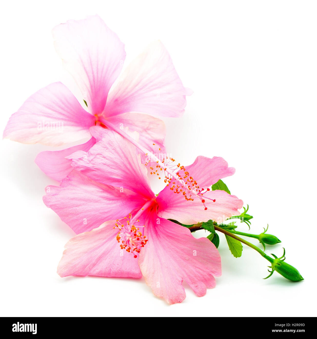 Pink hibiscus hawaii hi-res stock photography and images - Alamy