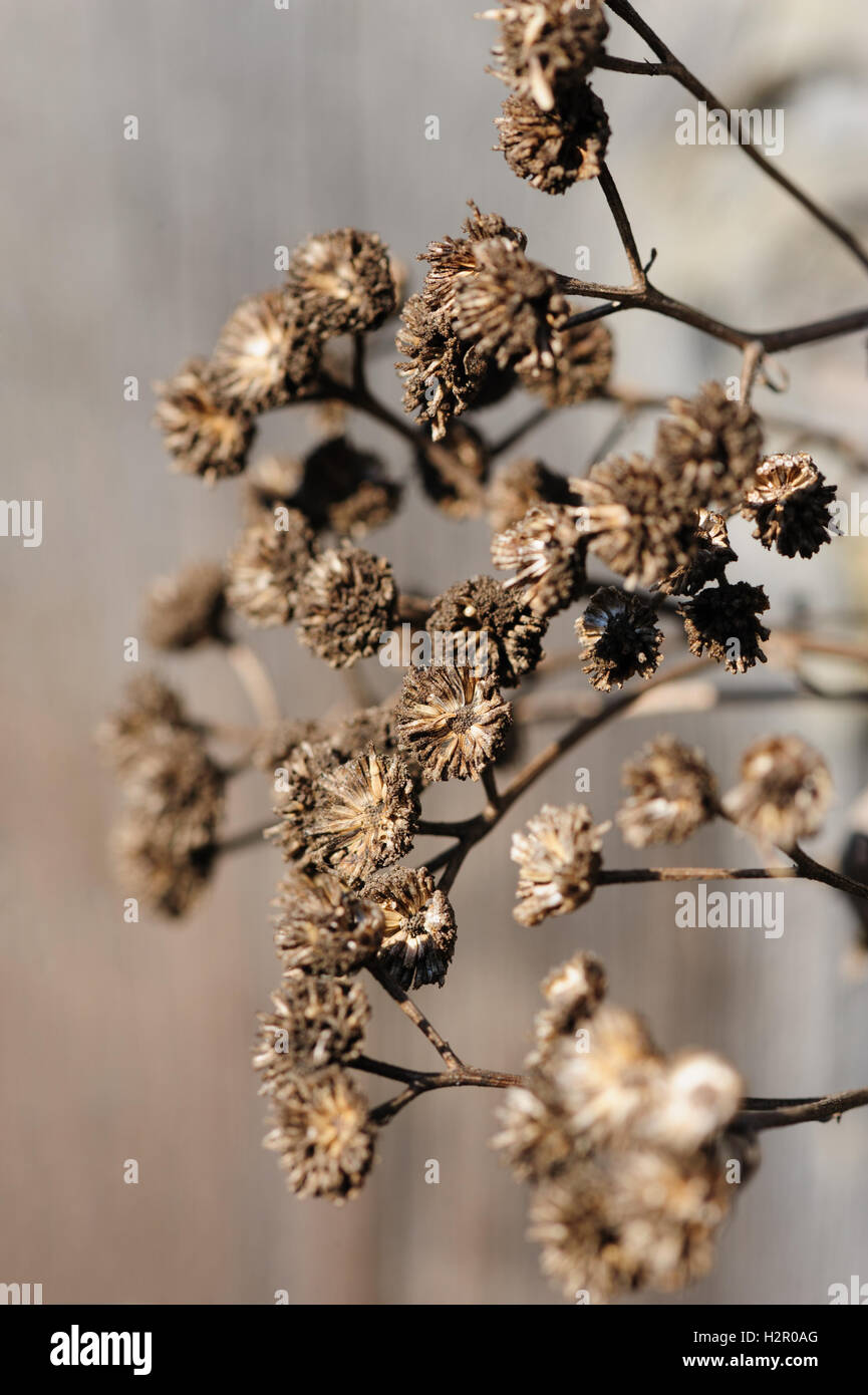 Dried plant details hi-res stock photography and images - Alamy