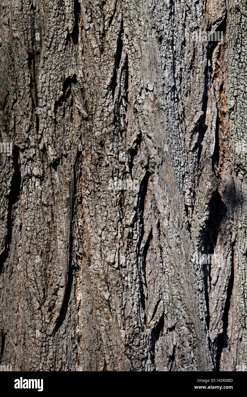 old tree texture Stock Photo - Alamy