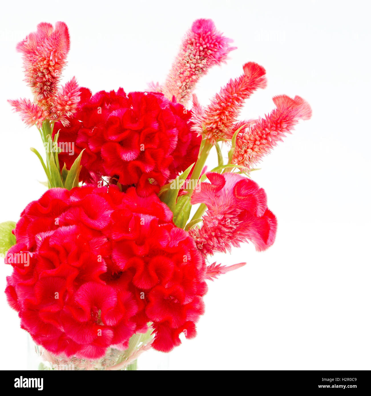 White cockscomb hi-res stock photography and images - Alamy