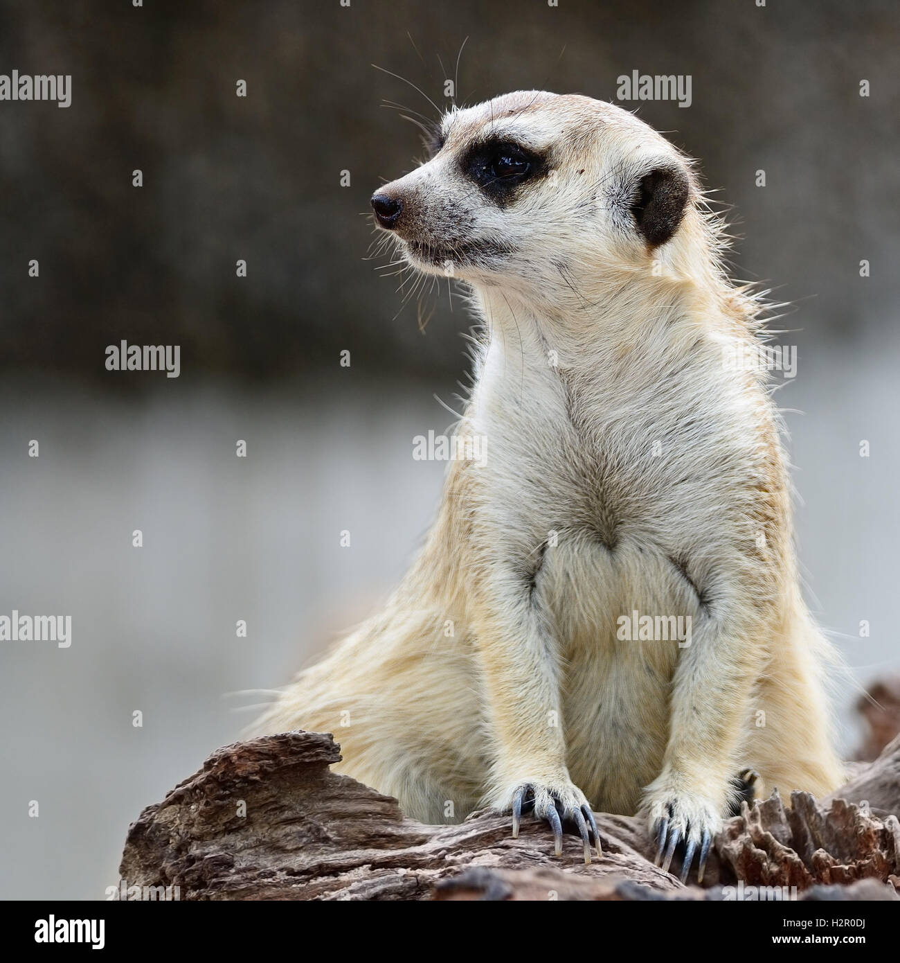 African creature hi-res stock photography and images - Alamy