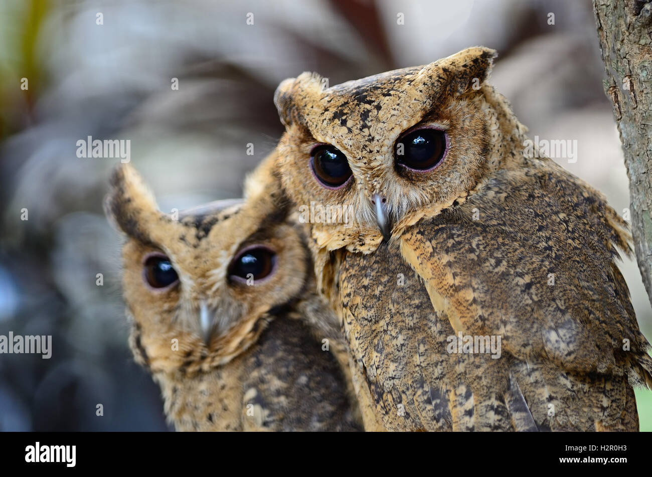 Scops owl bird otus scops hi-res stock photography and images - Alamy