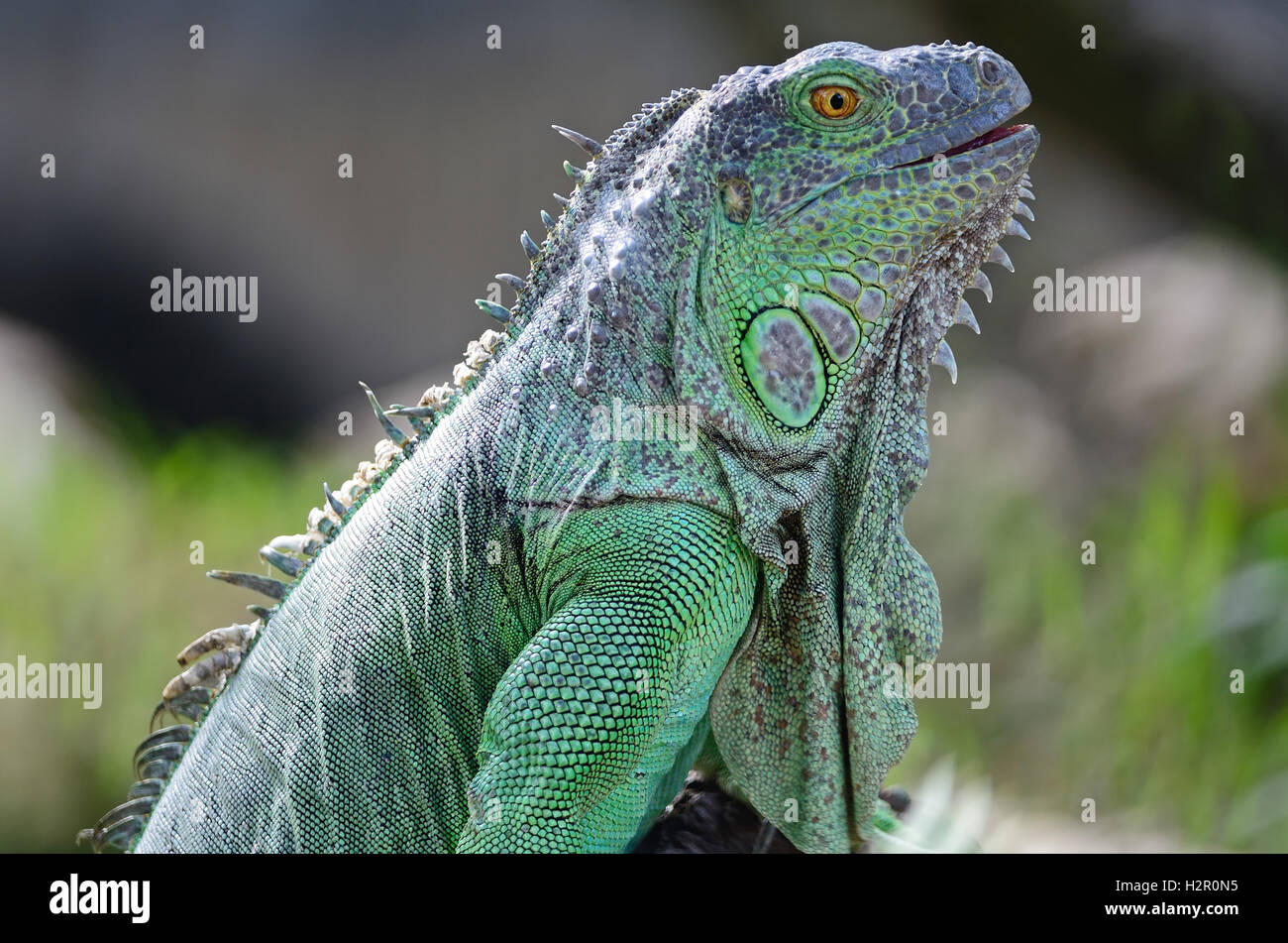 female Green Iguana Stock Photo - Alamy