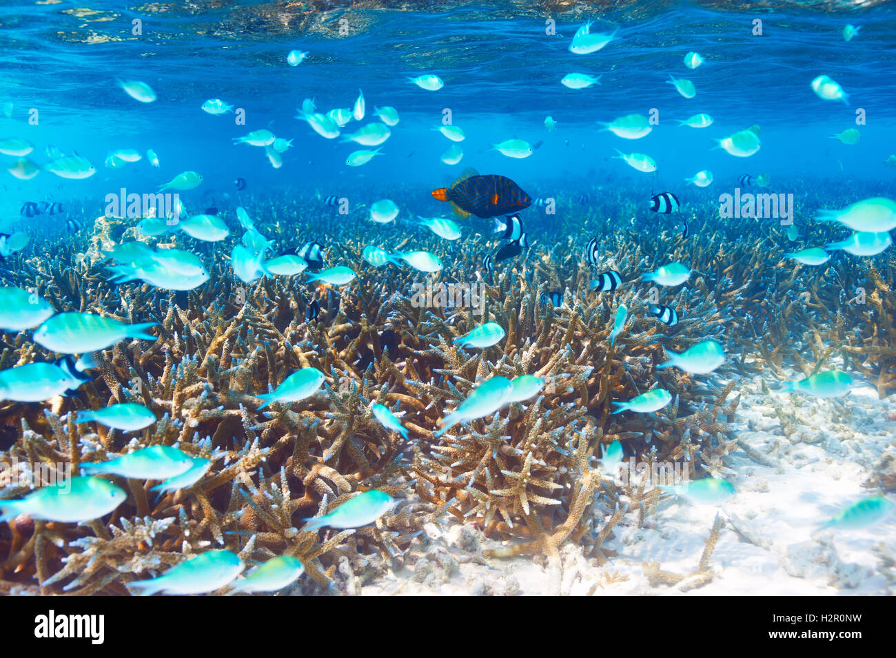 Coral reef at Maldives Stock Photo - Alamy