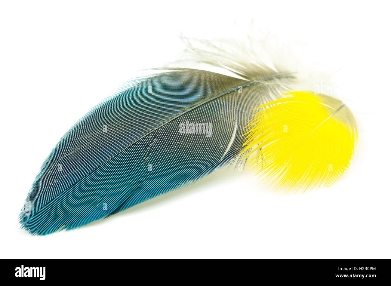 bird feather isolated Stock Photo - Alamy