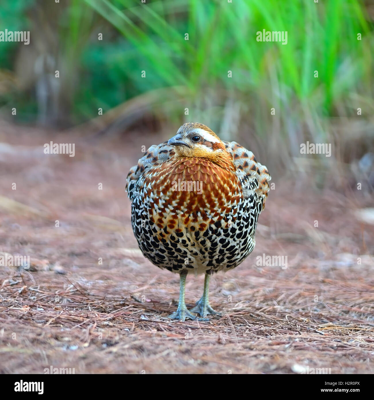 male Mountain Bamboo Partridge Stock Photo - Alamy
