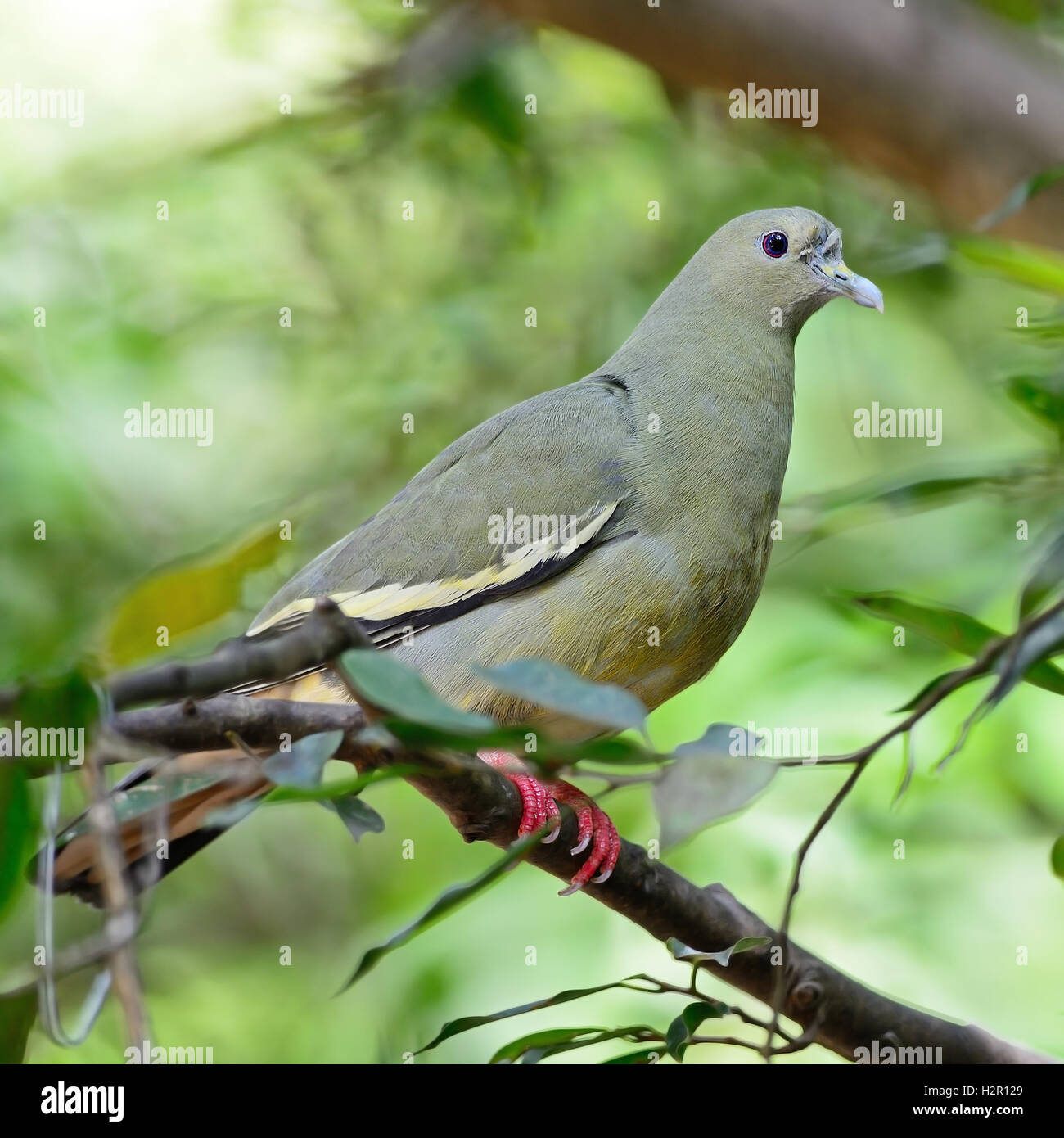 female Pink-necked Green-Pigeon Stock Photo - Alamy