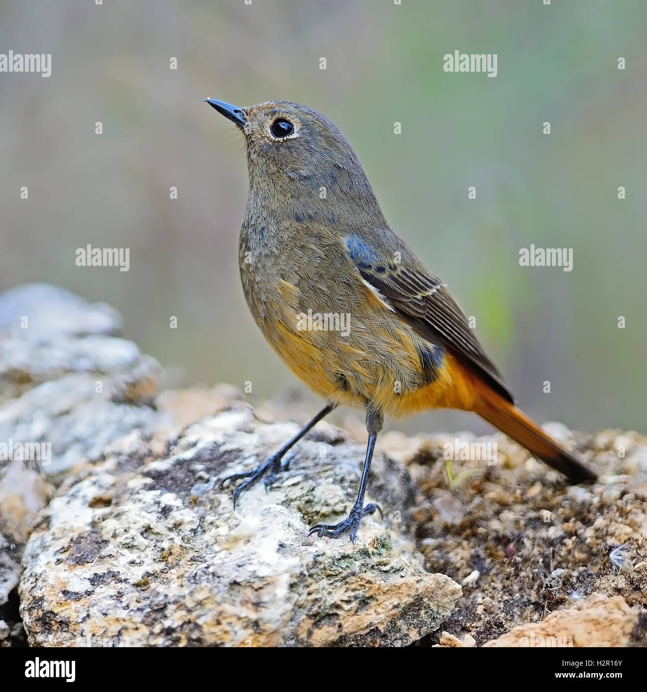 female Blue-fronted Redstart Stock Photo - Alamy