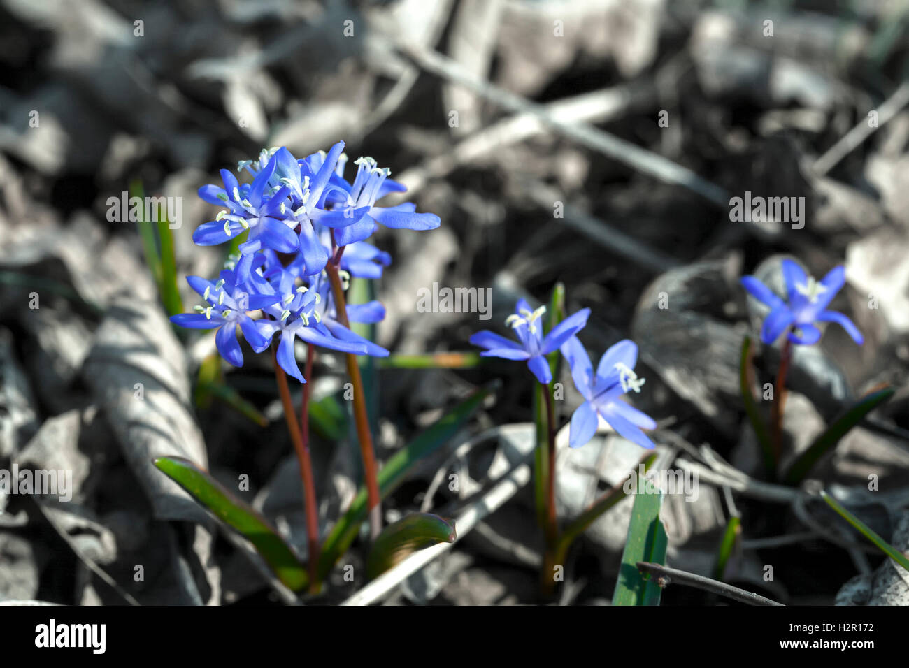 Siberian squill blue flower Stock Photo - Alamy