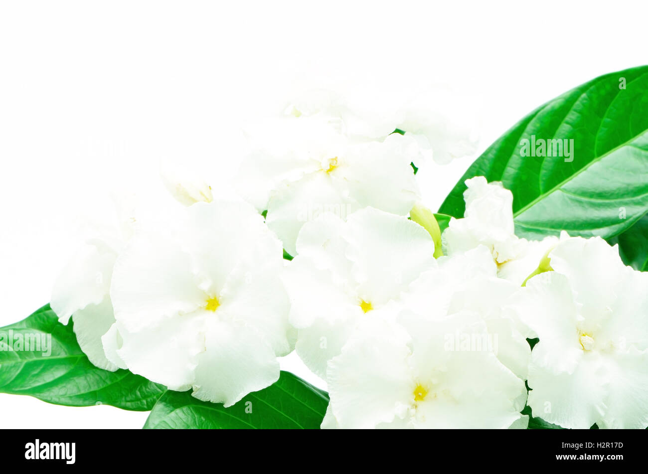 Crepe jasmine hi-res stock photography and images - Alamy