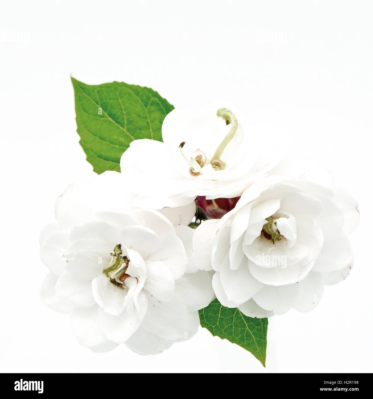 Bower beauty hi-res stock photography and images - Alamy