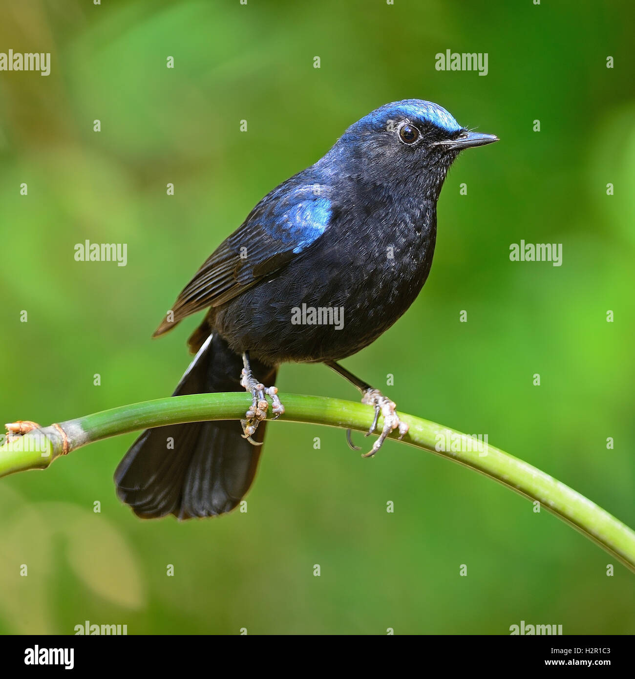 White tailed blue robin myiomela leucura hi-res stock photography and ...