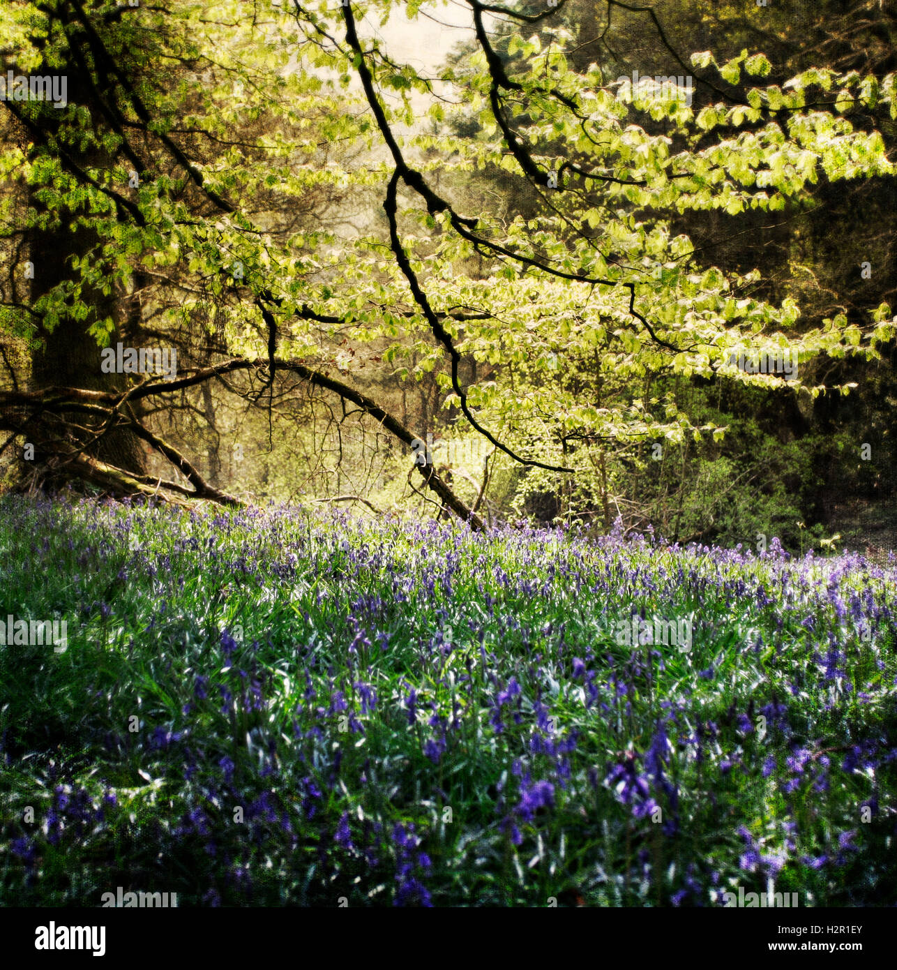 Bluebells, with spring leaves on a branch Stock Photo - Alamy
