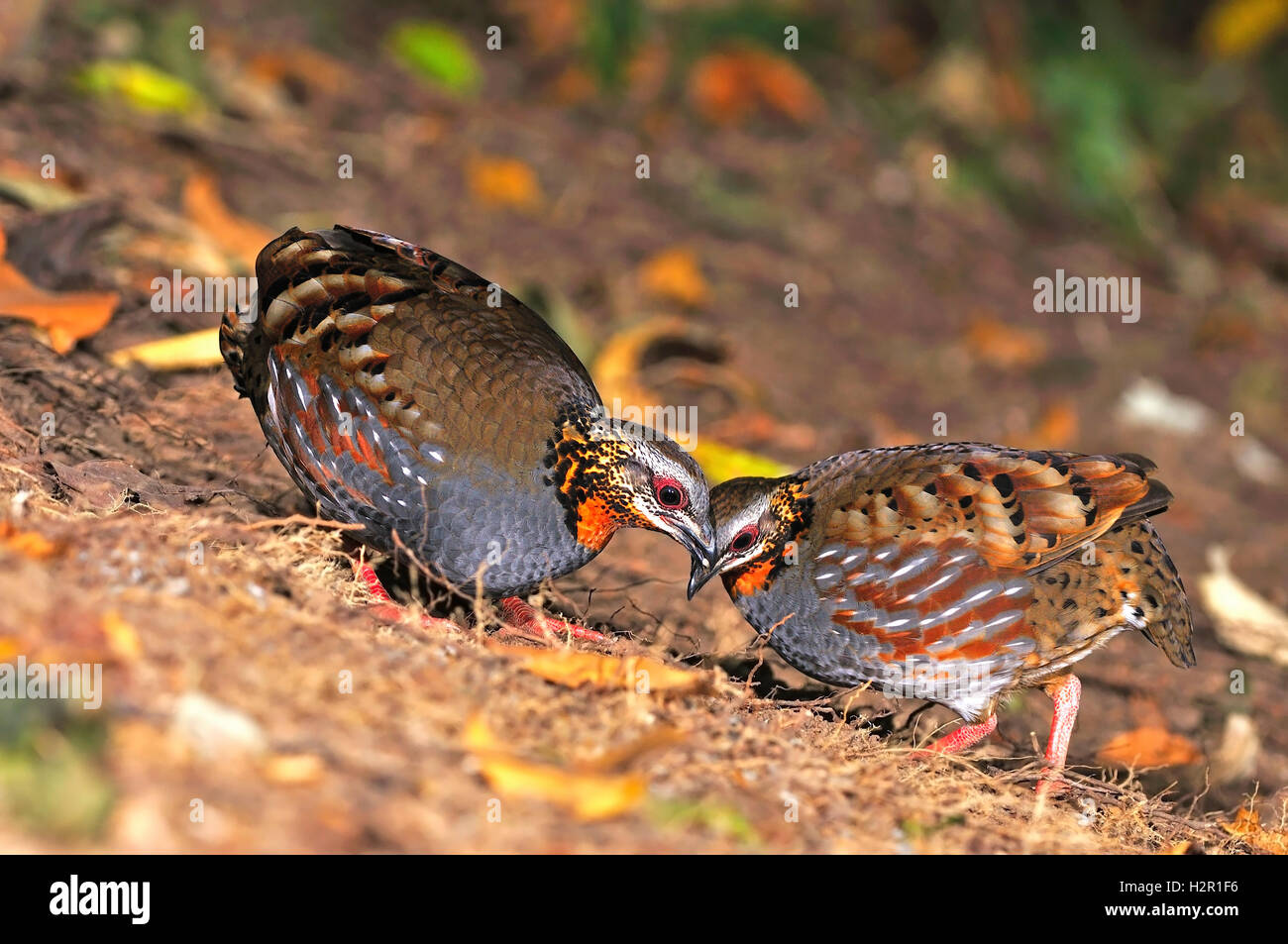 Asian partridge hi-res stock photography and images - Alamy