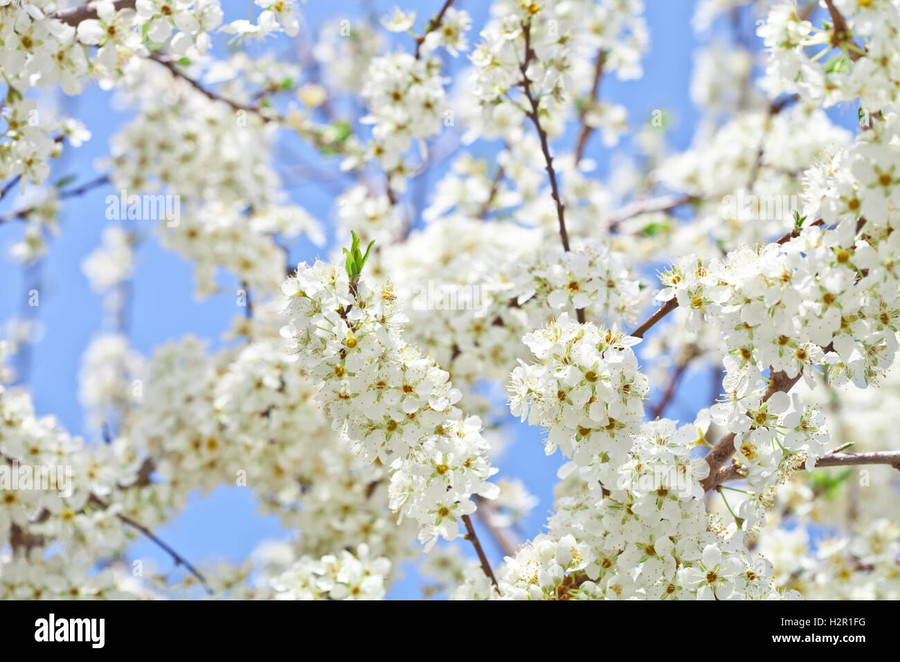 cherry blossom with white flowers Stock Photo - Alamy
