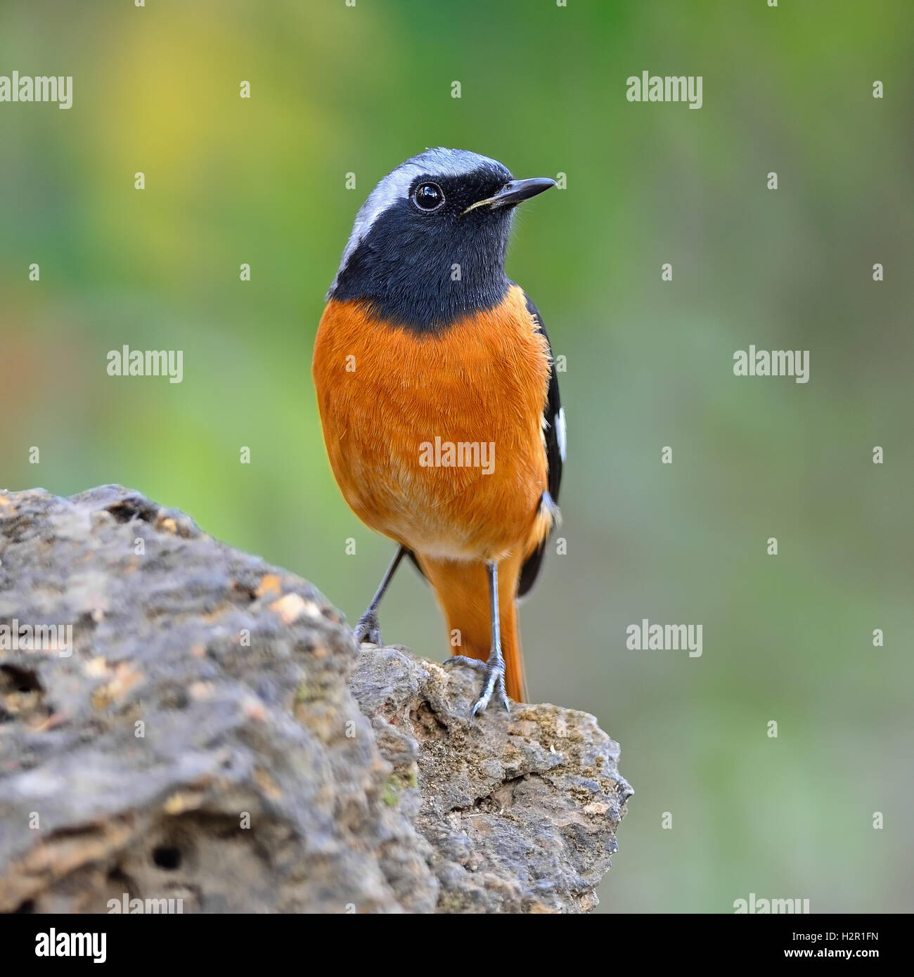 male Daurian Redstart Stock Photo - Alamy