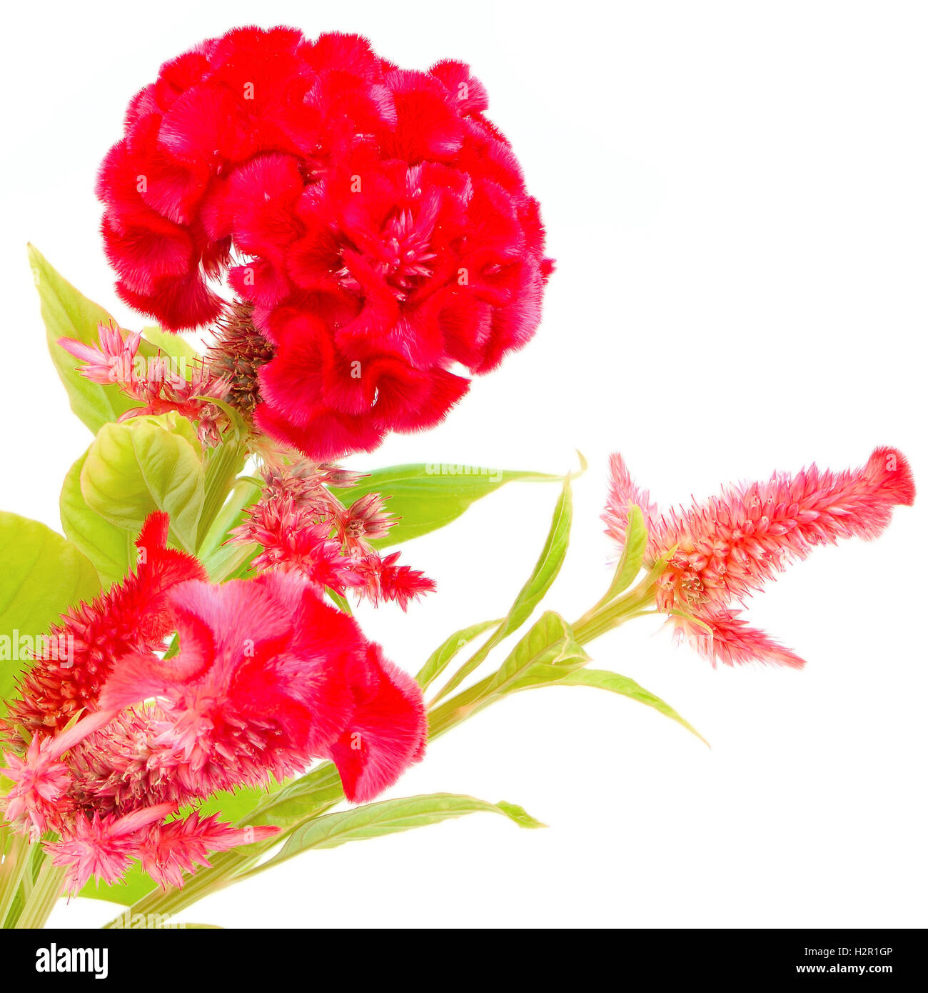 Green cockscomb hi-res stock photography and images - Alamy