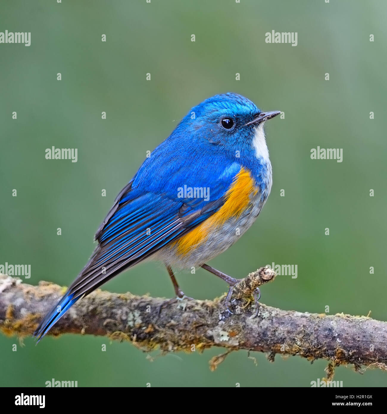 Himalayan red flanked bluetail hi-res stock photography and images - Alamy