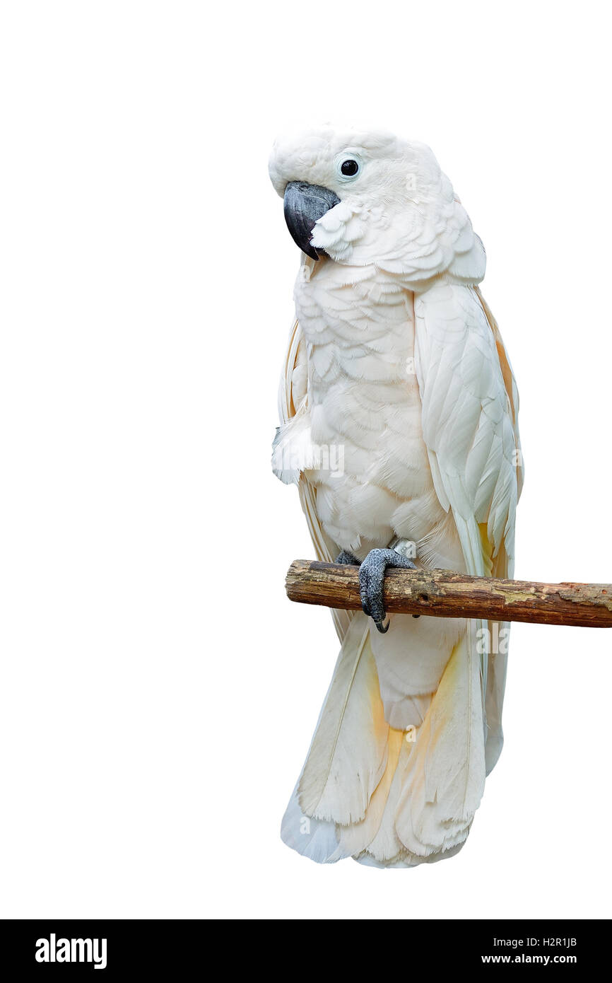 Cockatoo Cut Out Stock Images & Pictures - Alamy