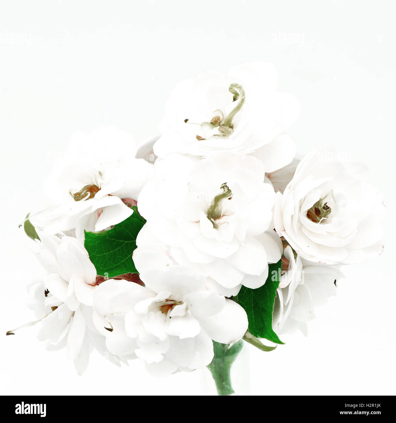 Bower beauty hi-res stock photography and images - Alamy