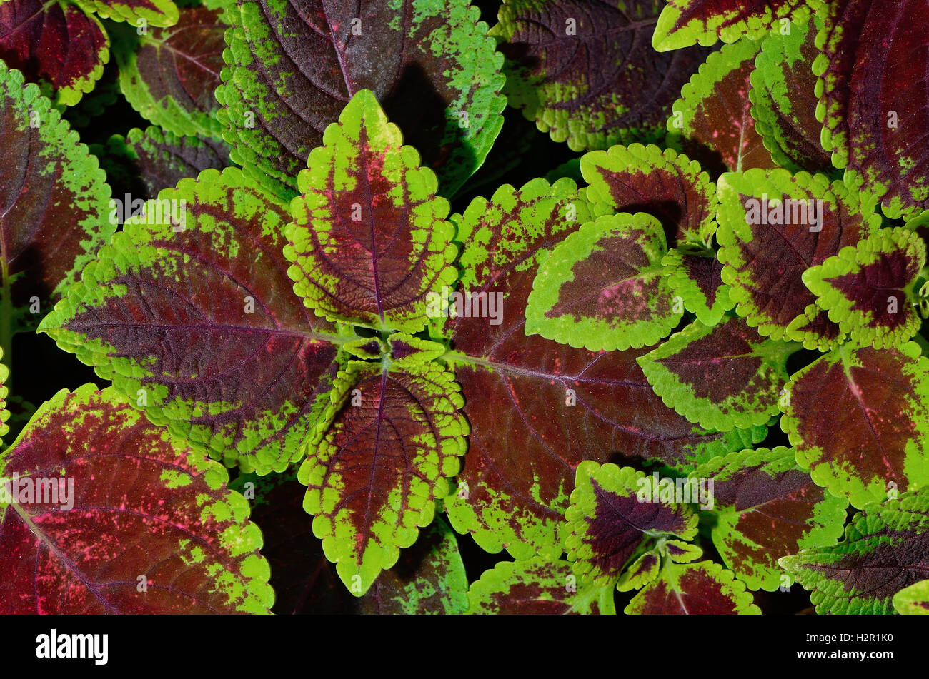 Coleus how hi-res stock photography and images - Alamy