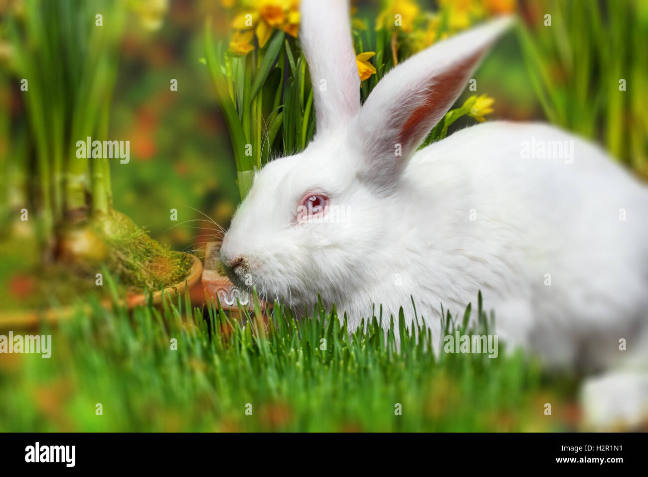 Little White Rabbit High Resolution Stock Photography and Images - Alamy